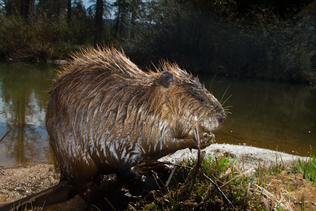 Beavers on Boulder Mountain